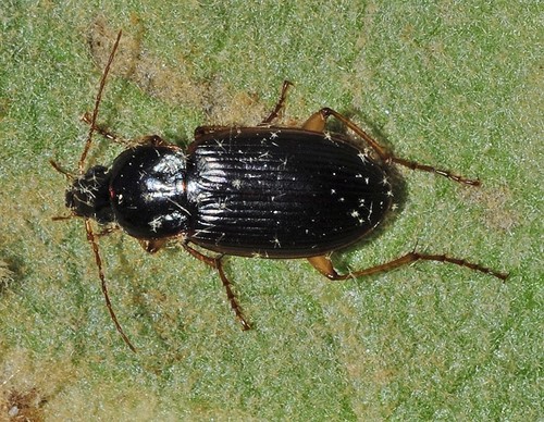 Calathus circumseptus · iNaturalist