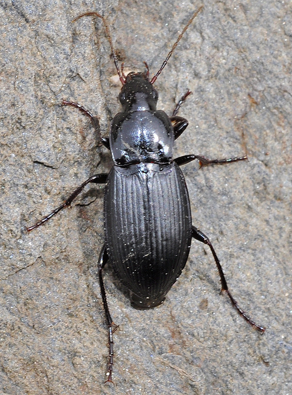 Calathus baeticus Rambur, 1837