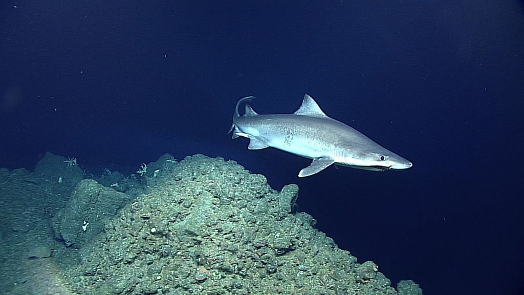 Smalltooth Sand Tiger (Odontaspis ferox) - Marine Life Identification