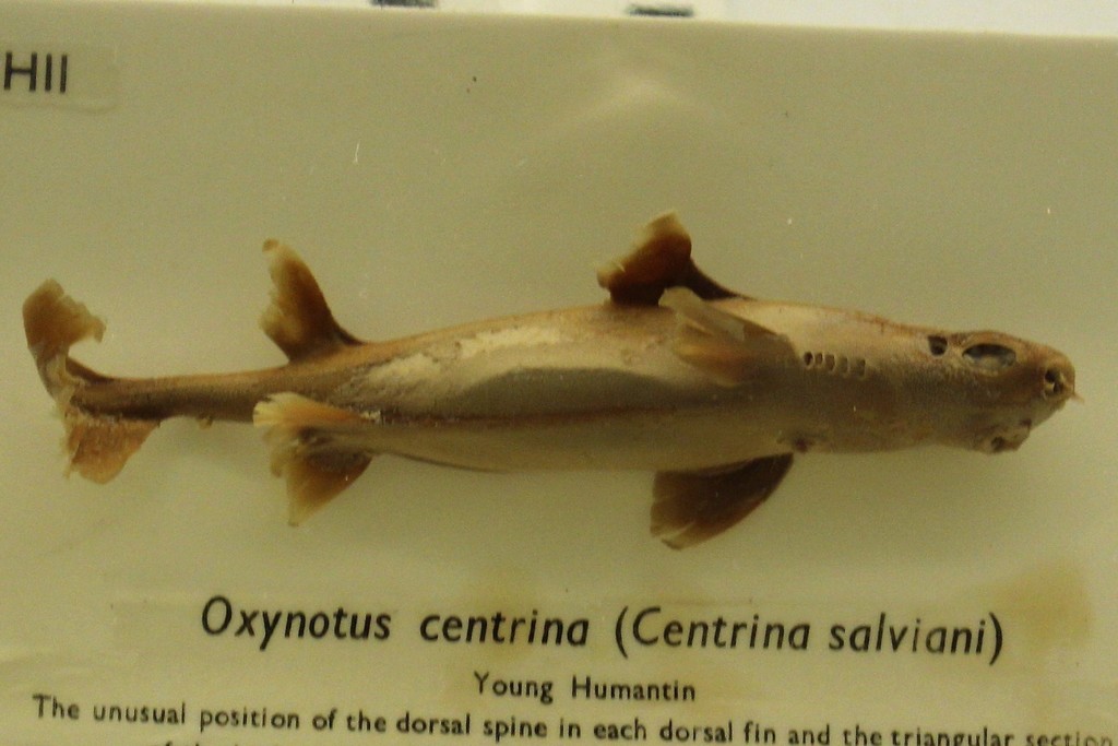 Angular Roughshark (Oxynotus centrina) - Marine Life Identification