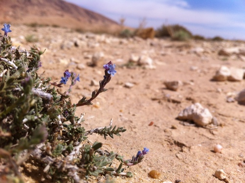 Genus Echiochilon · iNaturalist