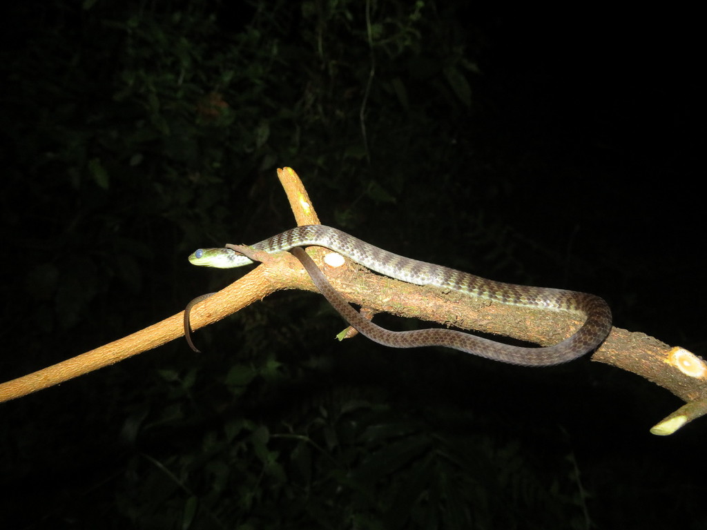 Usambara Green Snake (Philothamnus macrops) - Snakes and Lizards