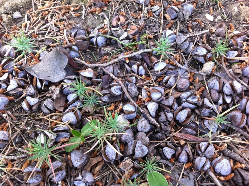 sandarac tree (Tetraclinis articulata) - Botanical Realm