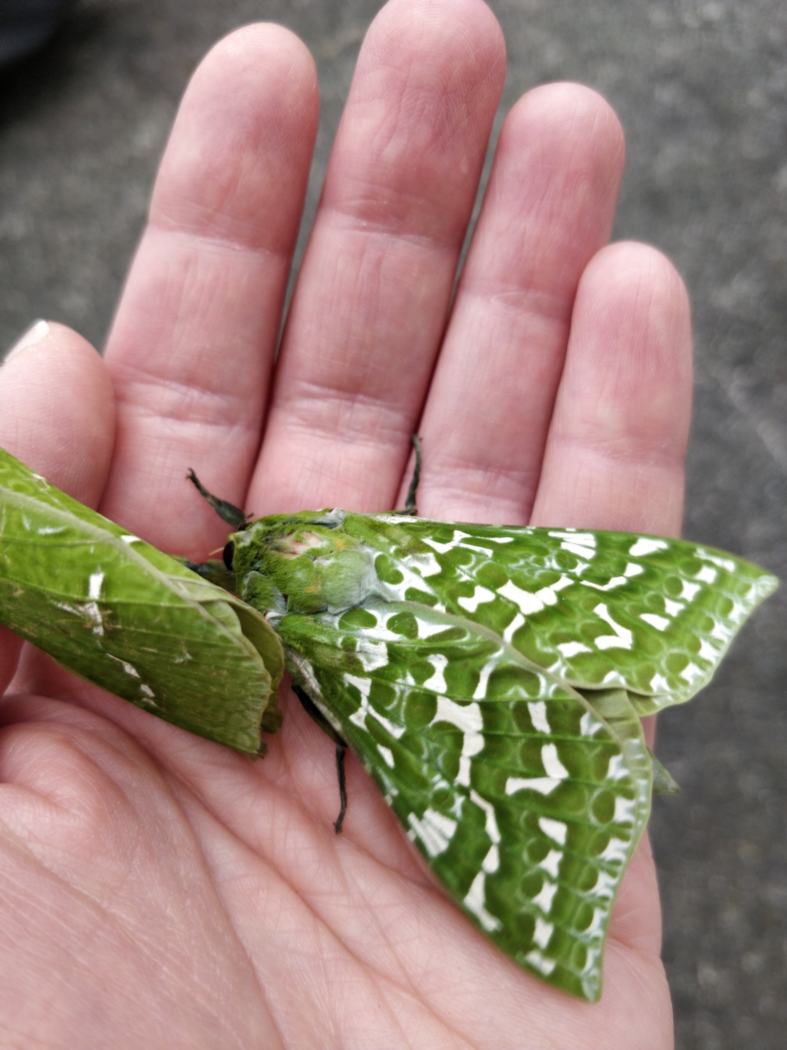 Green Moth INaturalists Discover More New Moths For Vermont | Vermont