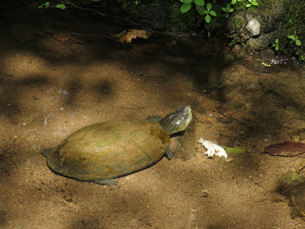 Mexican Mud Turtle from Badiraguato, Sin., México on October 10, 2020 ...