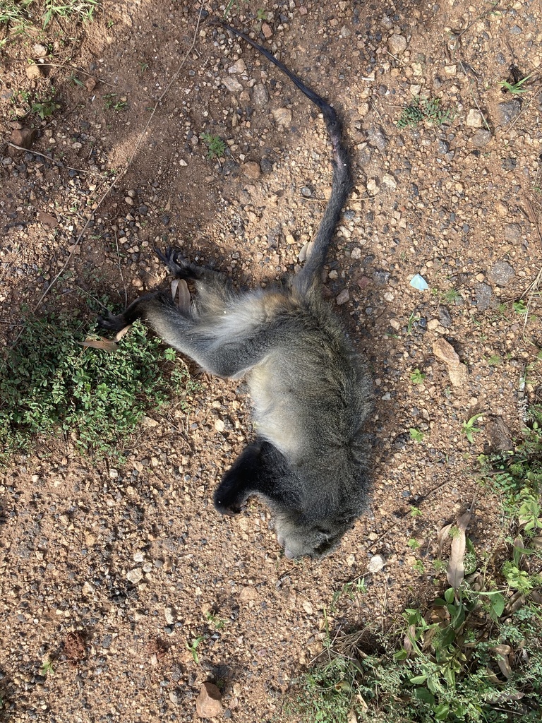 White-throated Samango from Vhembe, ZA-NP, ZA on November 13, 2020 at ...