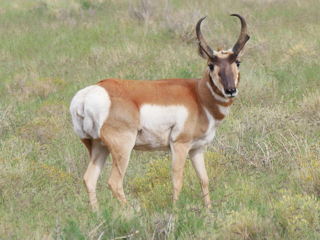Pronghorns (Antilocapridae) - Know Your Mammals