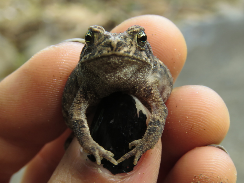 Central American Toads from Badiraguato, Sin., México on October 11 ...