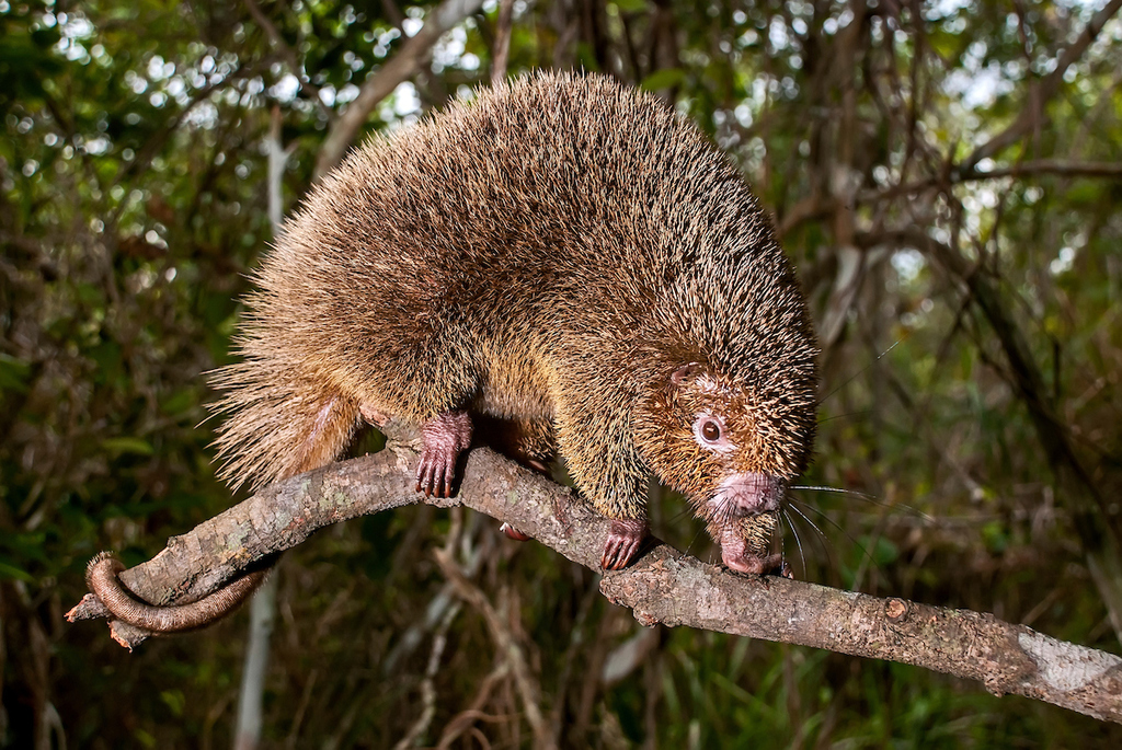 Hystricognaths (Hystricognathi) - Know Your Mammals
