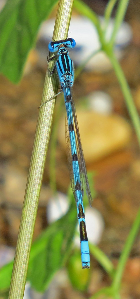 Big Bluet (Odonata of the Anacostia River Watershed) · iNaturalist
