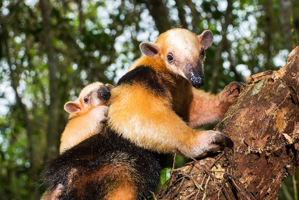 Anteaters (Vermilingua) - Know Your Mammals