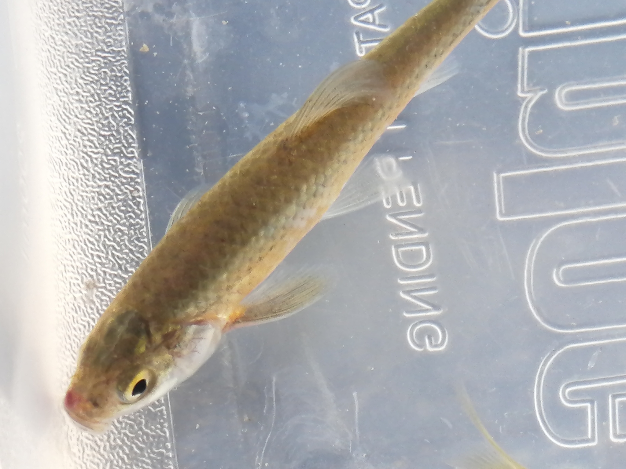 Labeobarbus aeneus (Burchell, 1822)