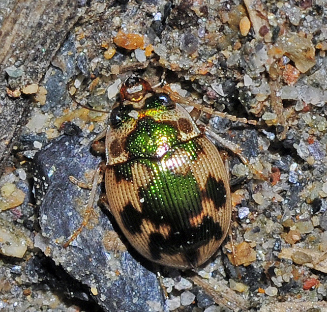 spangled button beetle from Almería, España on October 12, 2014 at 10: ...