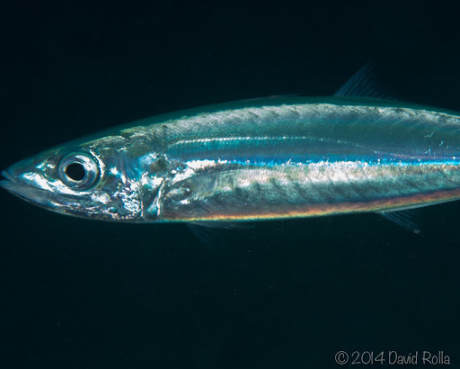 Mackerel Scad (Decapterus macarellus) - Marine Life Identification