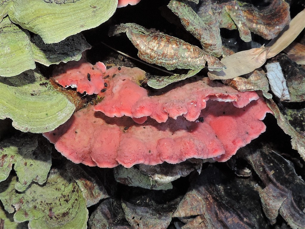 Coral-pink Merulius from Eldersburg, MD, USA on November 13, 2020 at 03 ...