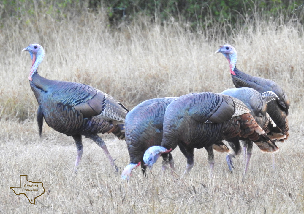 Rio Grande Wild Turkey from Kleberg County, TX, USA on November 11 ...