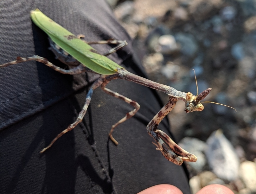 Arizona Unicorn Mantis (Guide to Unicorn Mantises (Tribe Vatini ...