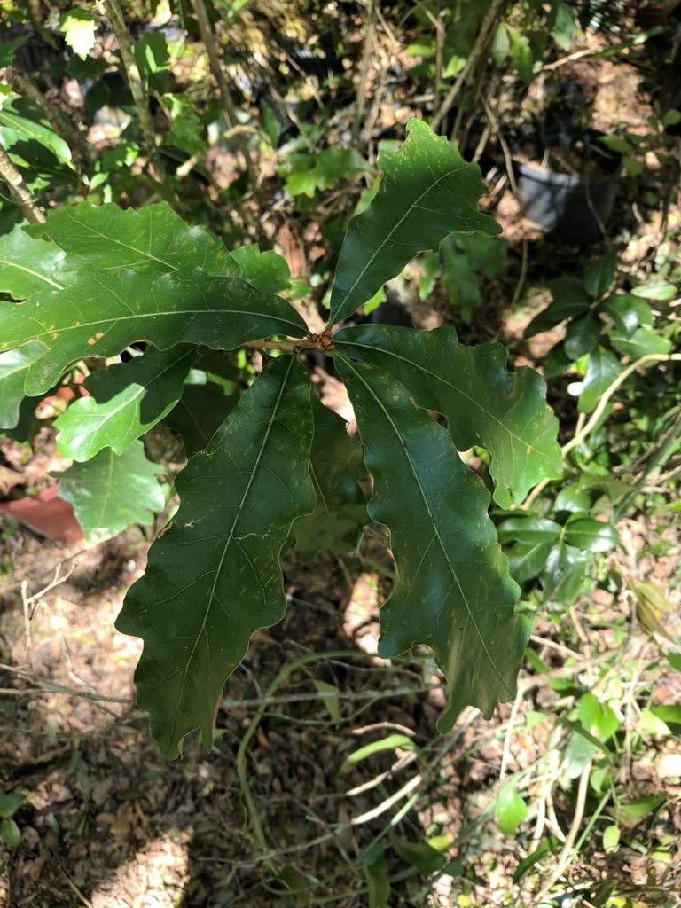 Bluff Oak (Quercus austrina) - Botanical Realm