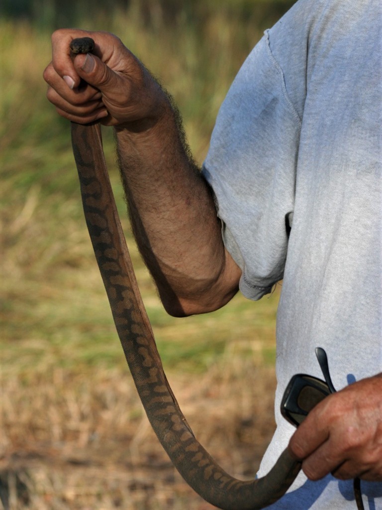 Arafura File Snake from Kakadu NT 0822, Australia on May 18, 2008 at 03 ...