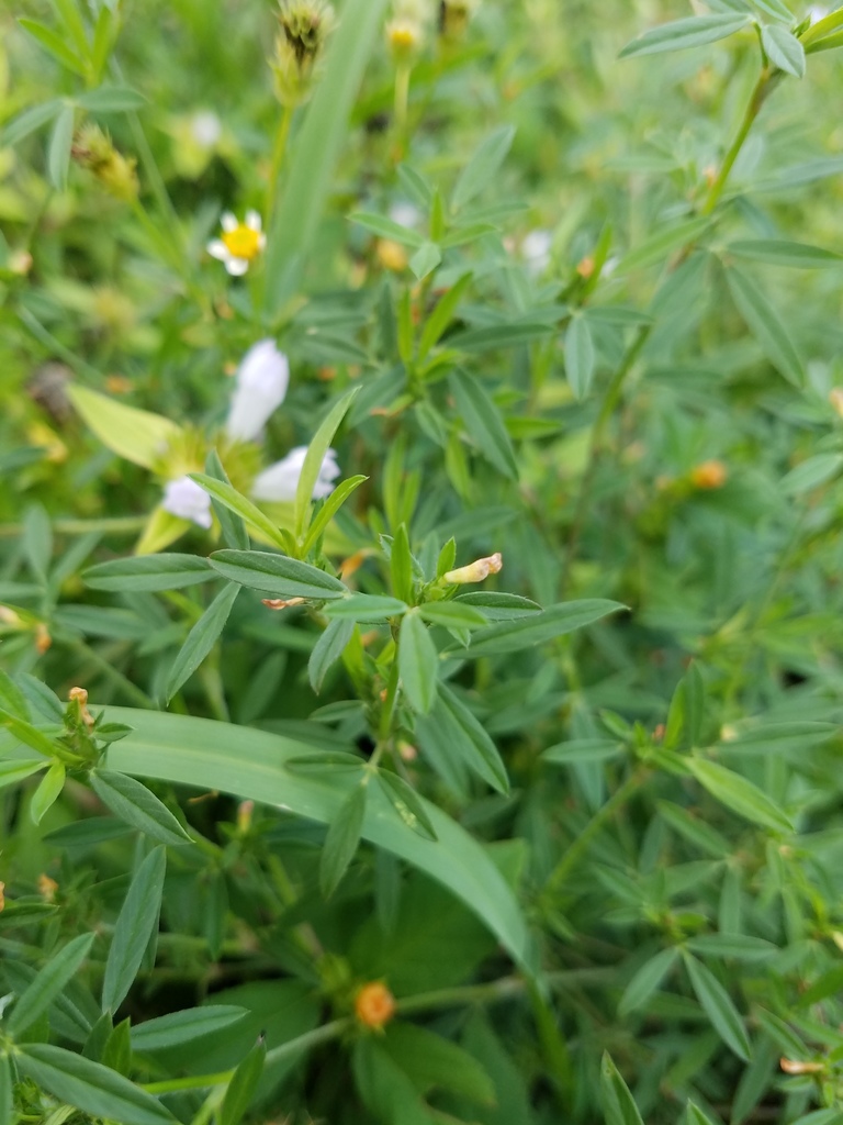 Caribbean Stylo from Country Club Section, Coral Gables, FL, USA on ...