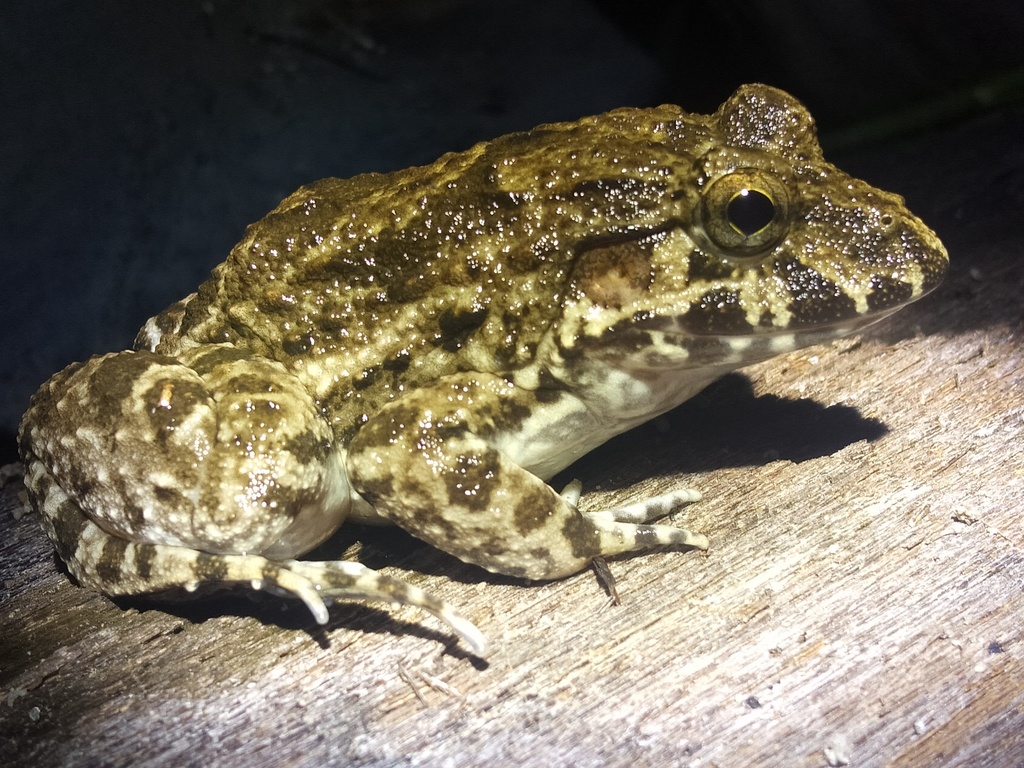 Crab-eating Frog from Natuna Regency, Riau Islands, Indonesia on ...