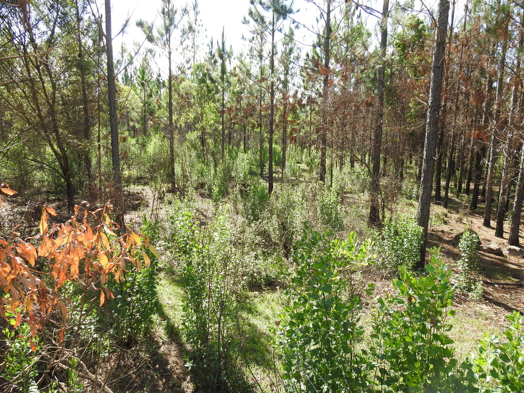 groundsel tree from Tuan Forest QLD 4650, Australia on November 14 ...