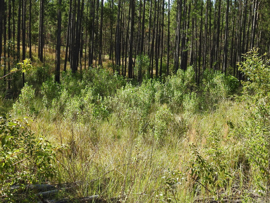 groundsel tree from Tuan Forest QLD 4650, Australia on November 14 ...