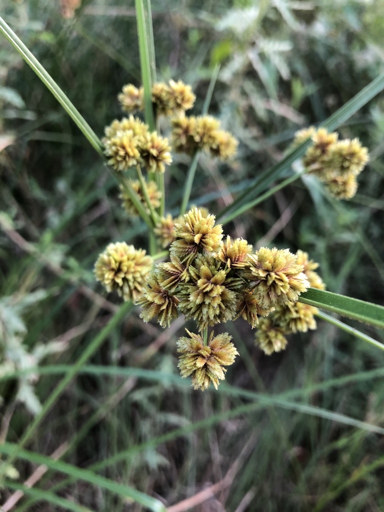 Deep-Rooted Sedge from Memorial Park, Houston, TX, US on November 11 ...