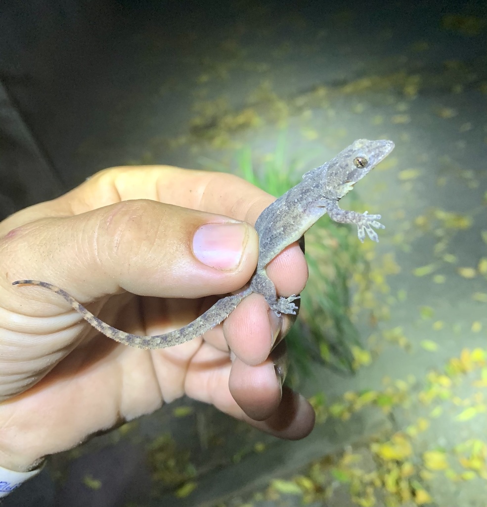 Indo-Pacific House Gecko from Gladys Porter Zoo, Brownsville, TX, US on ...