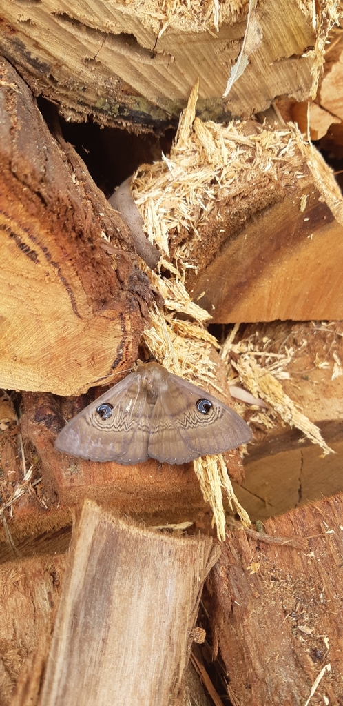 Southern Moon Moth from Somers VIC 3927, Australia on November 14, 2020 ...