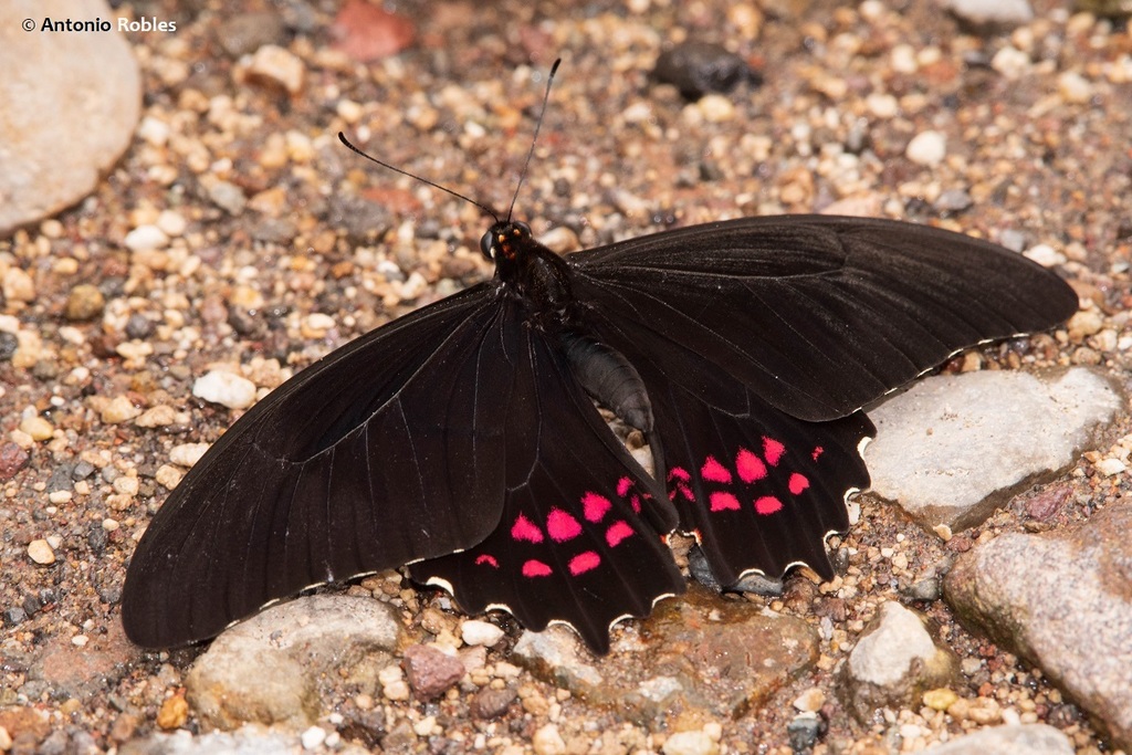 Mariposa Cometa de Manchas Rosas (Tizimín y sus mariposas) · iNaturalist
