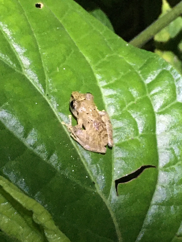 Pygmy Rain Frog from Alajuela Province, San Carlos, Costa Rica on ...