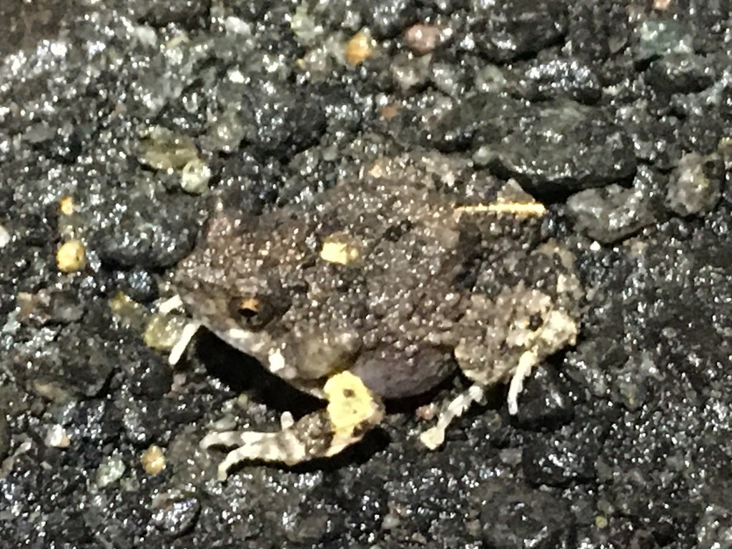 Túngara Frog from Provincia de Puntarenas, Manzanillo, Costa Rica on ...