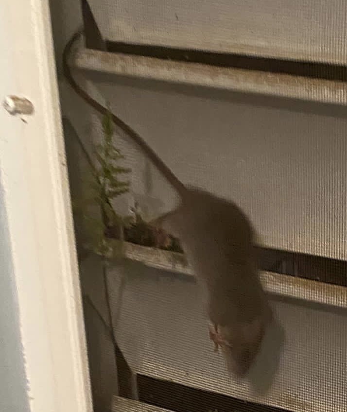 Old World Rats from Puerto Rico, Orocovis, PR, US on November 10, 2020 ...