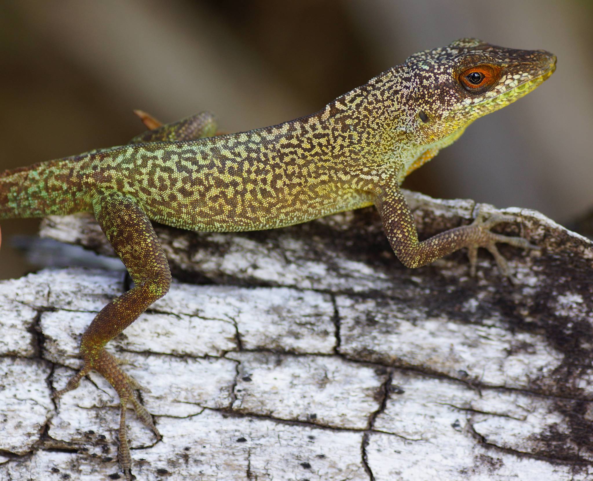 Anolis chrysops Lazell, 1964