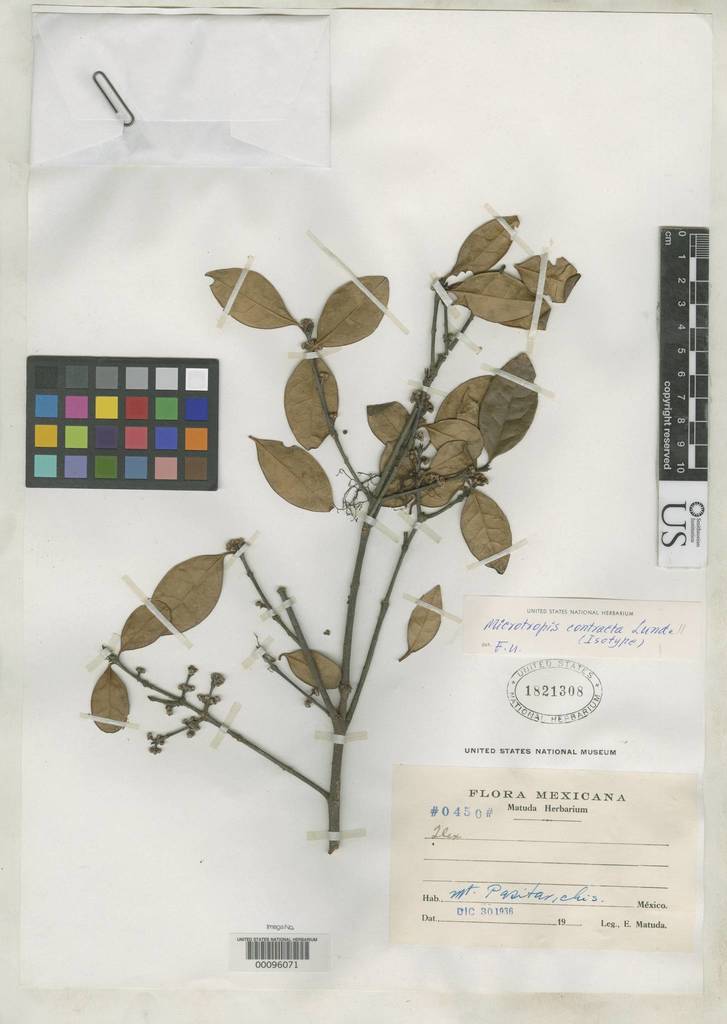 (Microtropis) - Botanical Realm