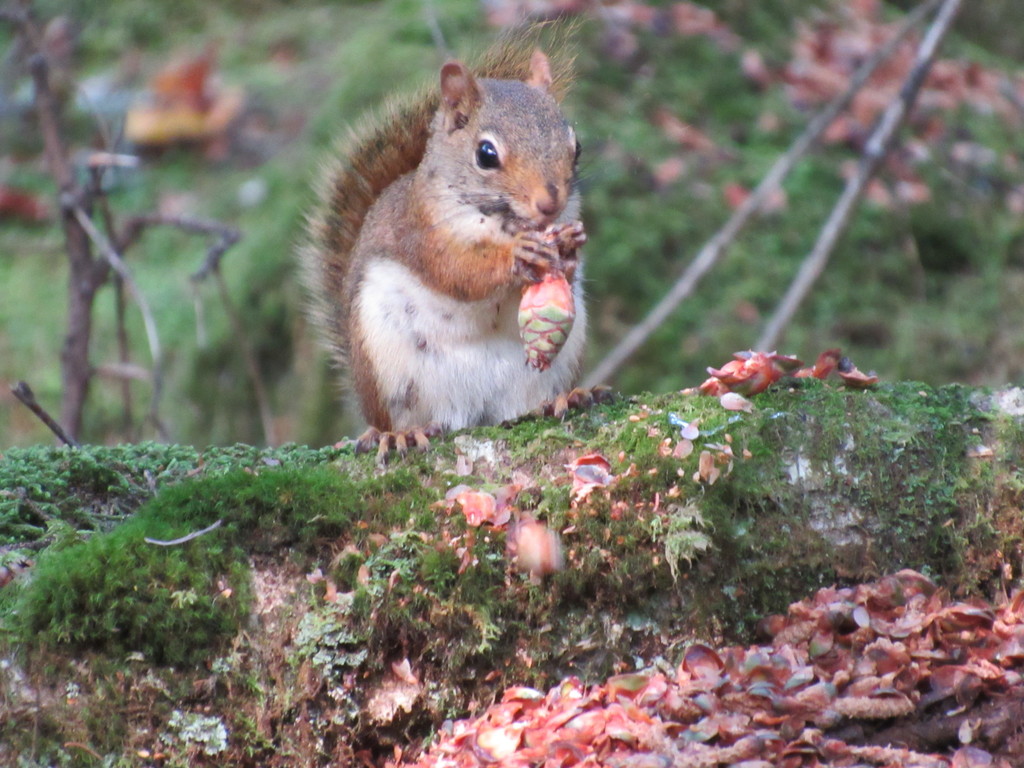American Red Squirrel from Southwest Harbor, ME, USA on September 11 ...