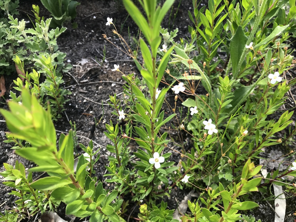 Mitre Weed from Shoalhaven - Pt B, AU-NS, AU on November 14, 2020 at 10 ...