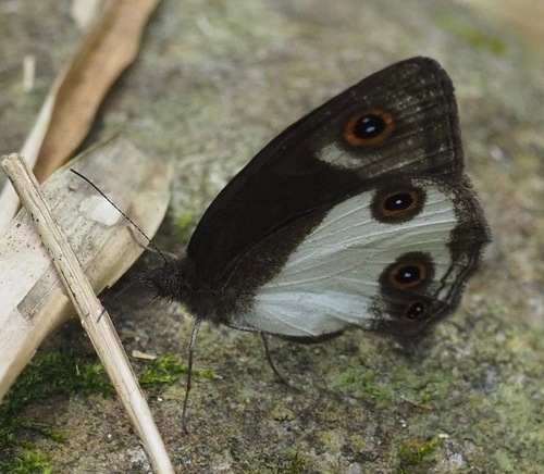 Strabena niveata · iNaturalist
