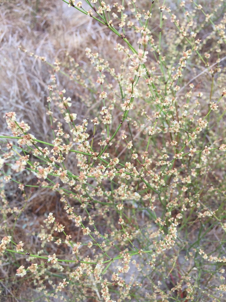 Slender Woolly Buckwheat from San Diego County, CA, USA on September 13 ...