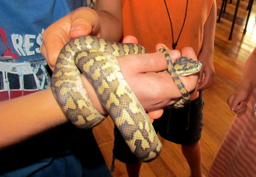 Darwin Carpet Python from Central Province, Papua New Guinea on June 15 ...