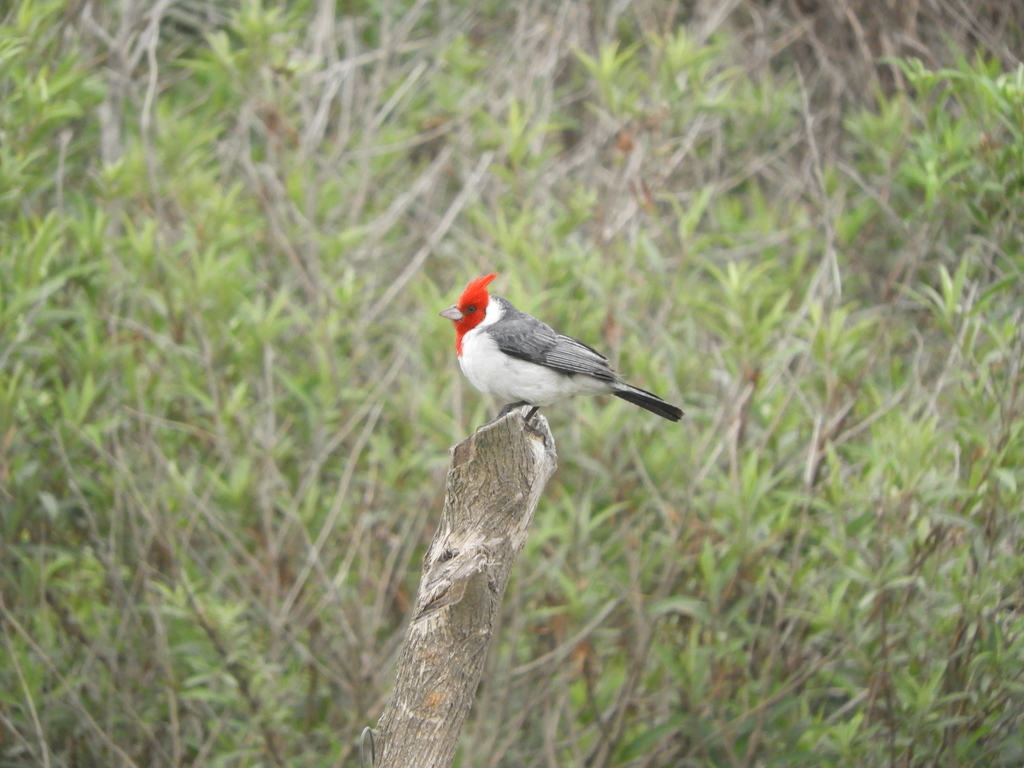 Red-crested Cardinal from Cuartel XII, Ramallo, Provincia de Buenos ...