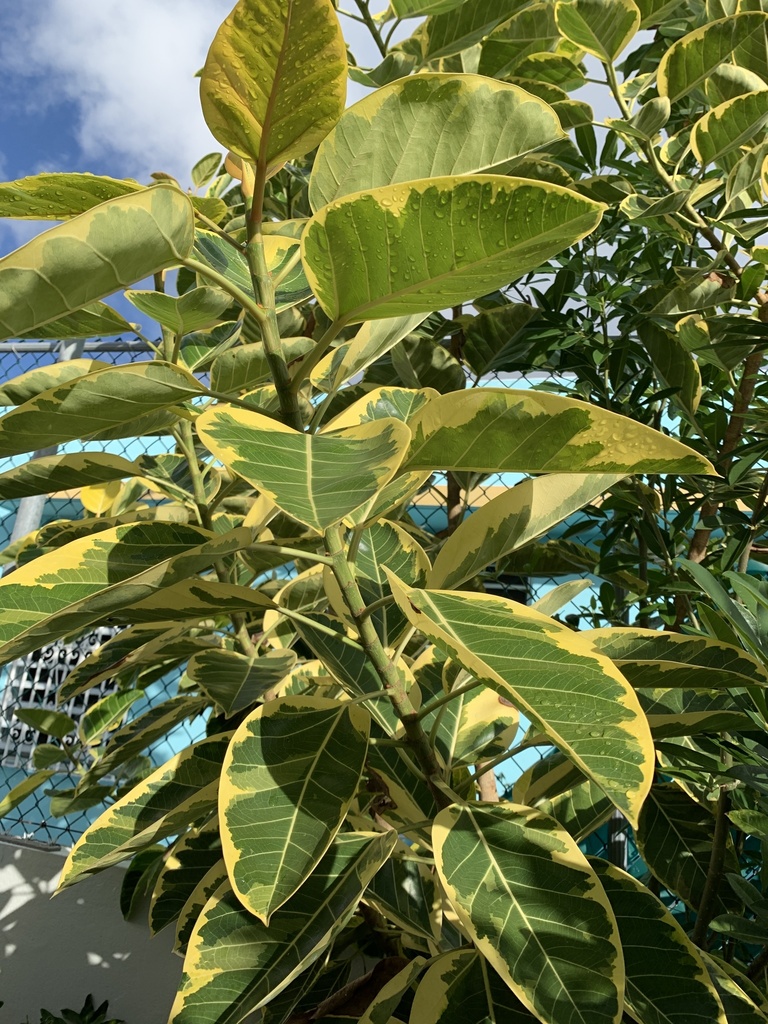 Mountain Fig in November 2020 by efontaneztorres · iNaturalist