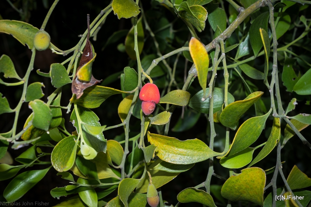 Broad Leaved Native Cherry from Bogangar NSW 2488, Australia on October ...