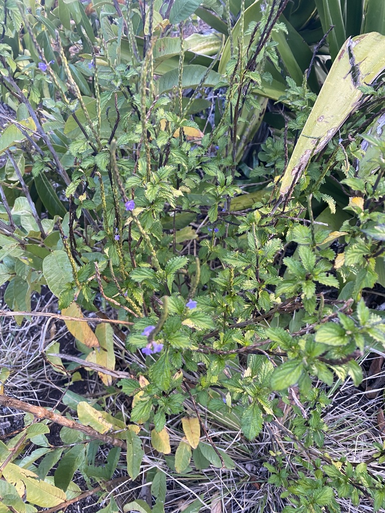 Blue Porterweed from Black River, Mauritius on October 31, 2020 at 05: ...
