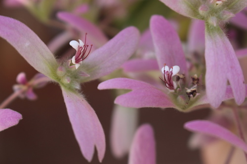 Genus Congea · iNaturalist United Kingdom