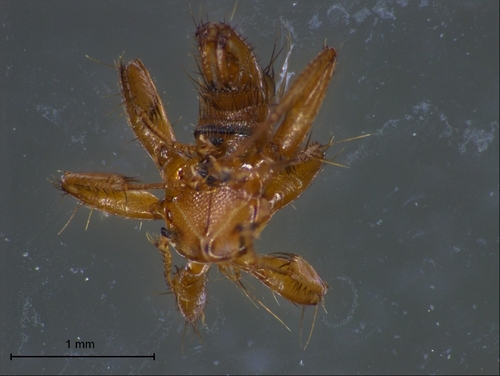 Genus Nycteribia · iNaturalist