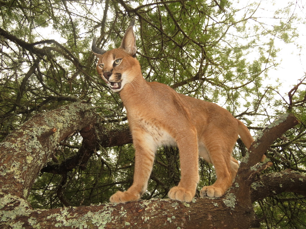 Southern and Eastern African Caracal (Caracal caracal caracal) - Know ...