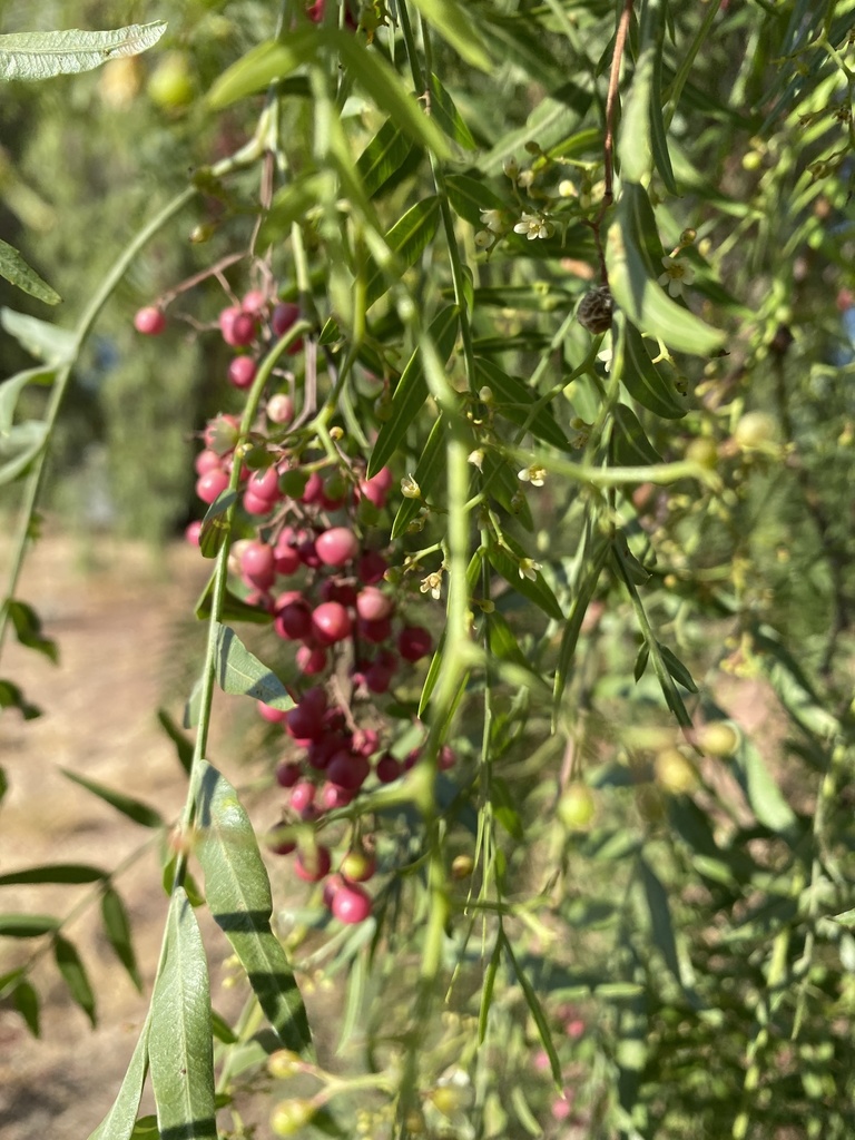 Peruvian Pepper Tree from Fullerton Tennis Center Park, Fullerton, CA ...