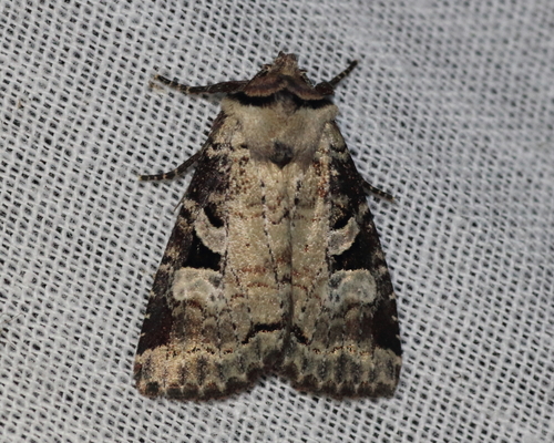 Iris Rover Moth (Hillia iris) · iNaturalist